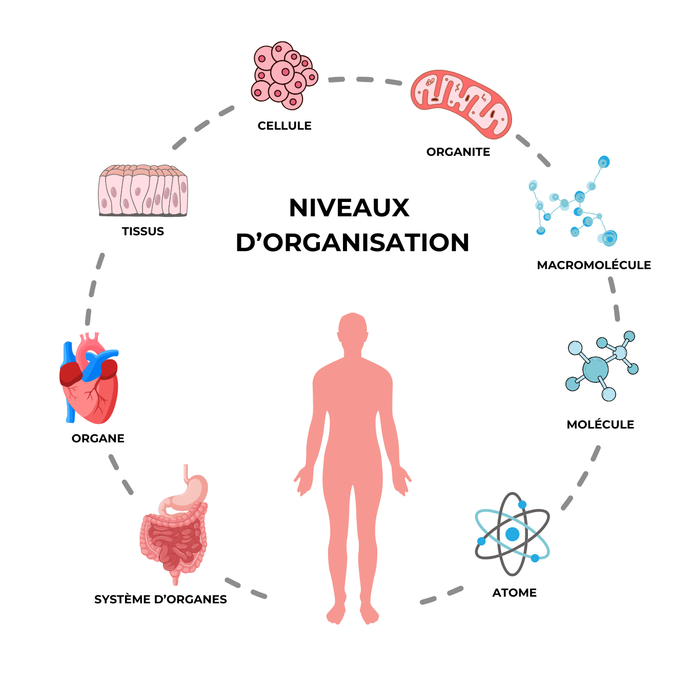 Niveaux d'organisation_Corps humain - Danik Legault